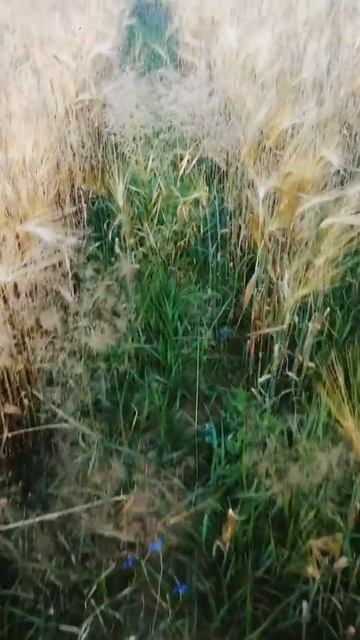 Ресурсные прогулки. Июль  2024