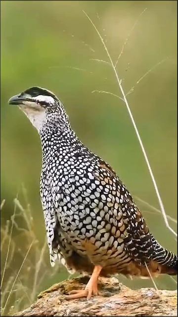 В мире животных