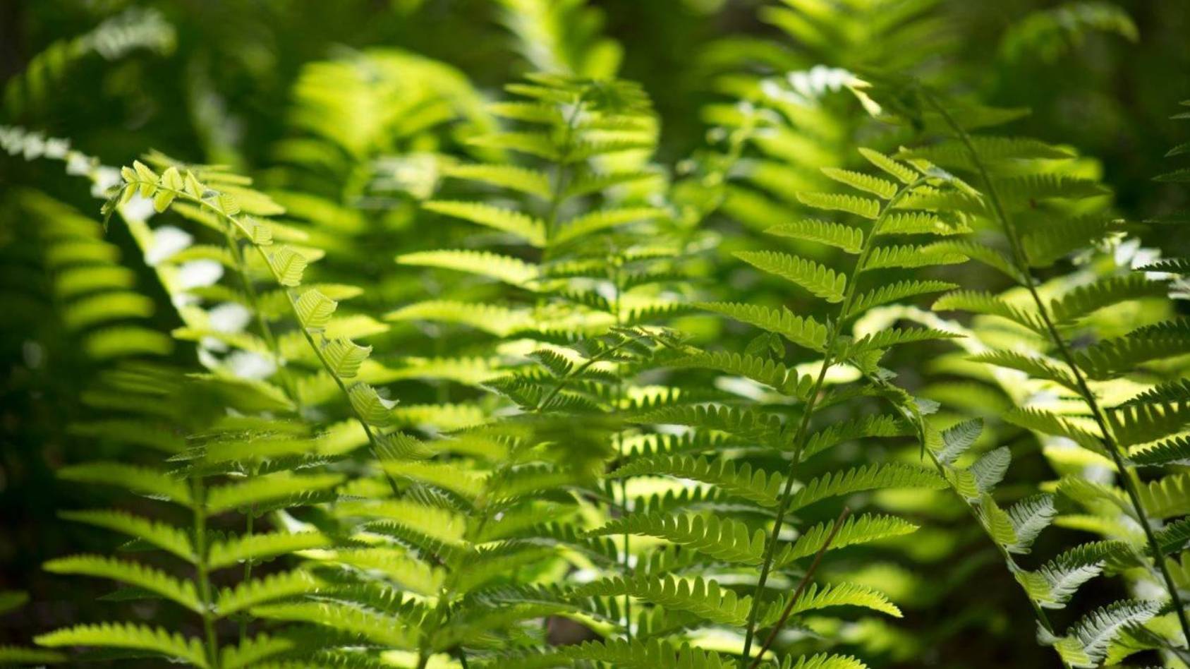 Растение Папоротник. Польза и вред