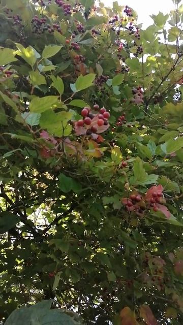 Ресурсные прогулки. Август 2024