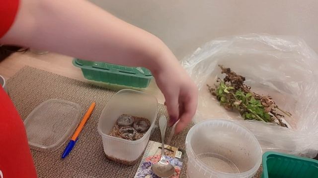 УКРЫВАЛА ДЕРЕВЬЯ НА ДАЧЕ/ / ПОСЕЯЛА ГЛАКСИНЬЮ/ /УКОРЕНЯЮ ПЕТУНЬЮ//