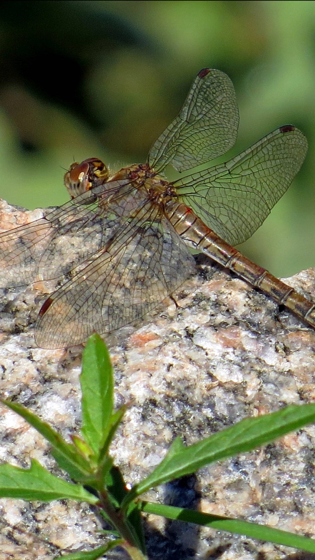 Стрекоза. Ноябрь.