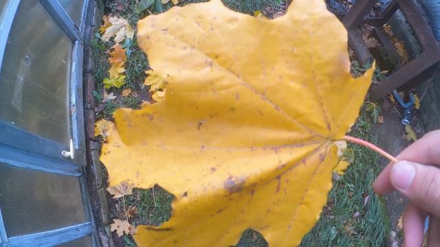 Золотая Осень