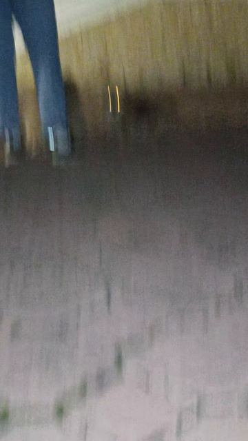 опять шпицы😲