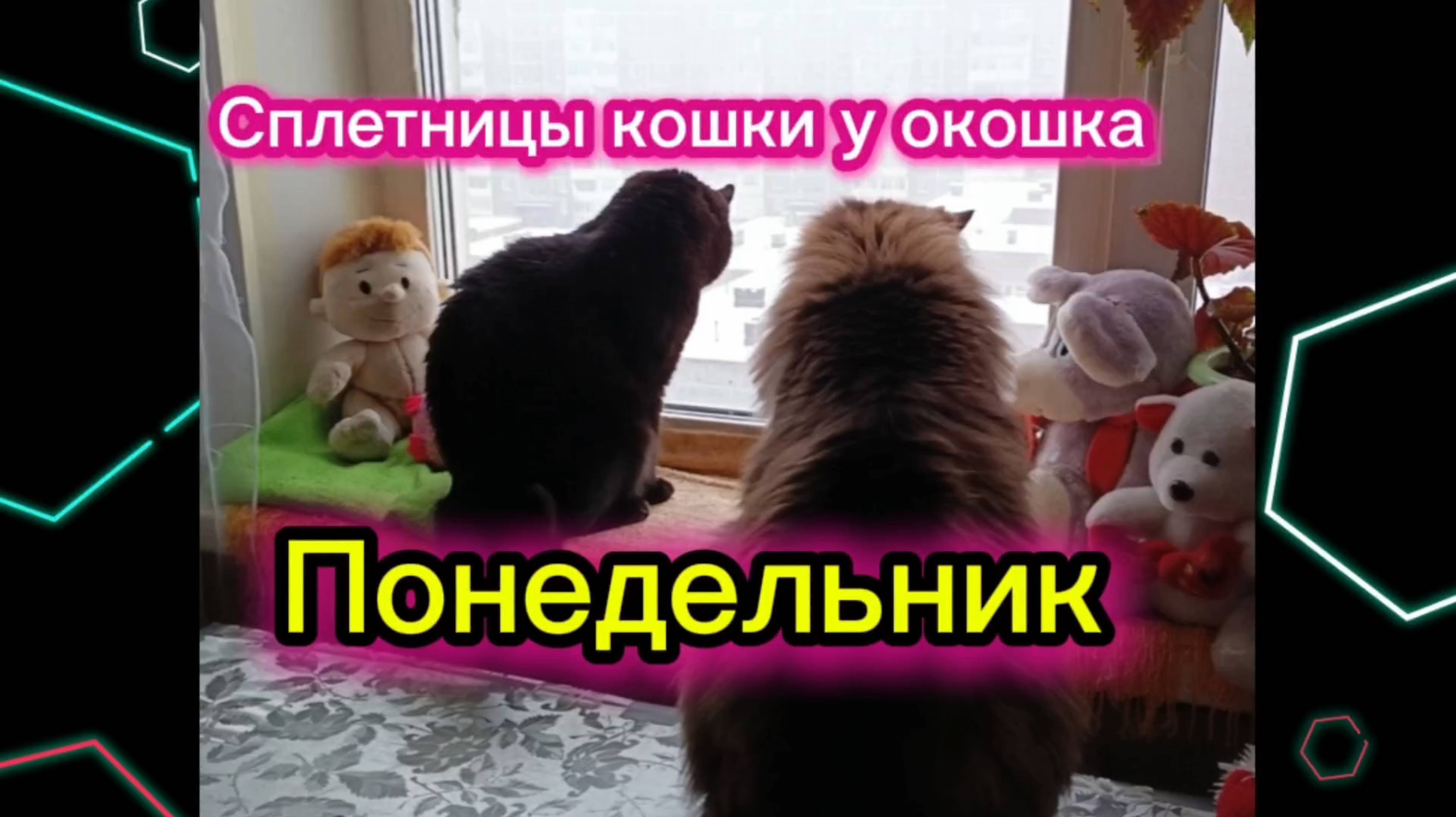 Кошки с озвучкой.