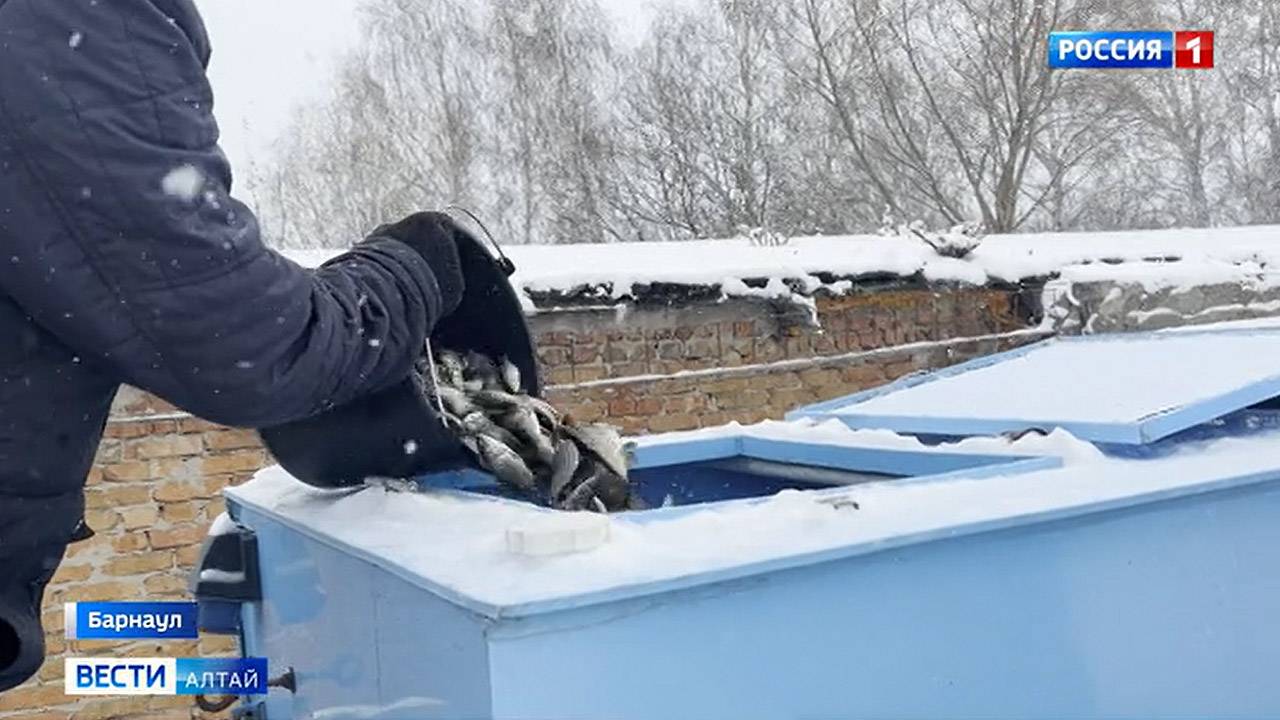 В Алтайском крае выпустили в Обь 40 тысяч мальков сазана