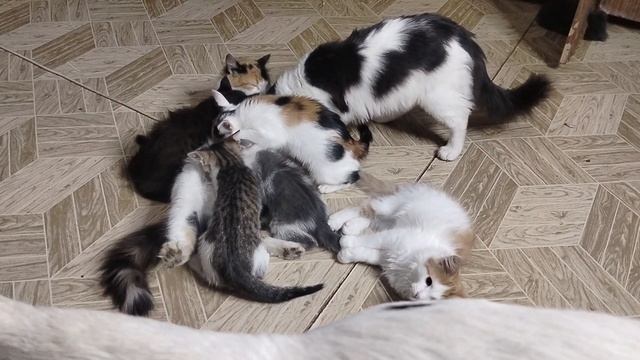 Кошки везде