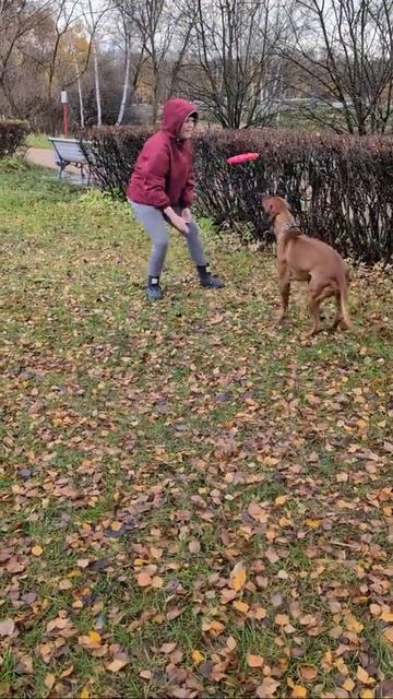 Родезийский Риджбек Айна - учимся ловить подброшенный диск