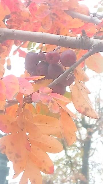 Осенний Новопушкинский сквер #настроениеосень #shorts_video