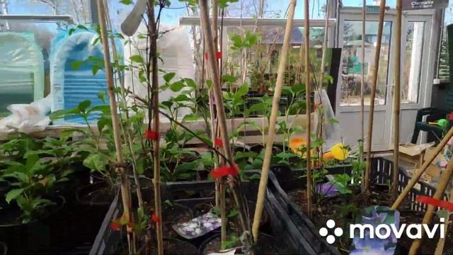 Поездка в садовый центр. У нас будут персики. Хвалюсь рассадой)