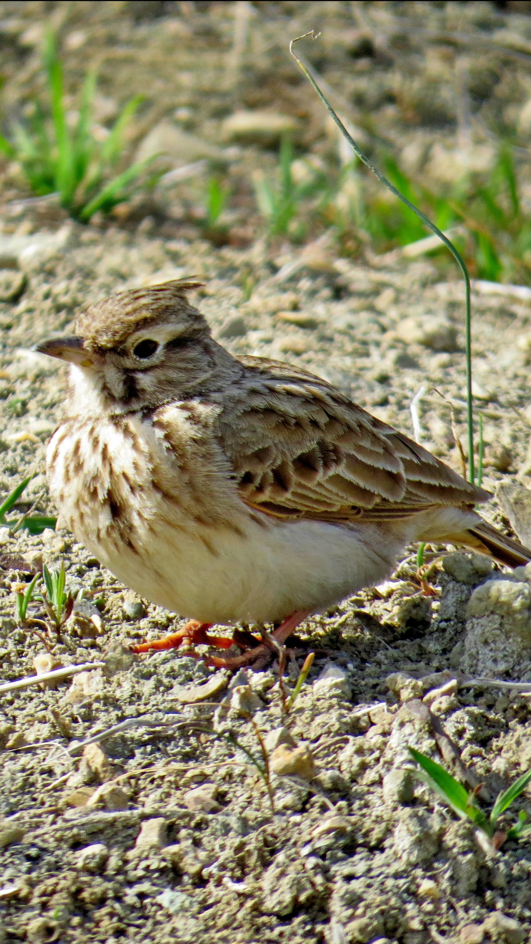 Хохлатый жаворонок