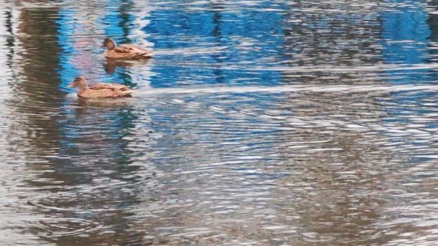 Утки плавают по озеру