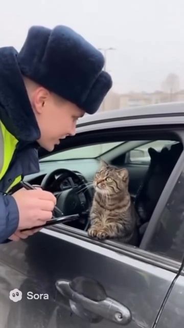Кота остановили гаишники за страховку