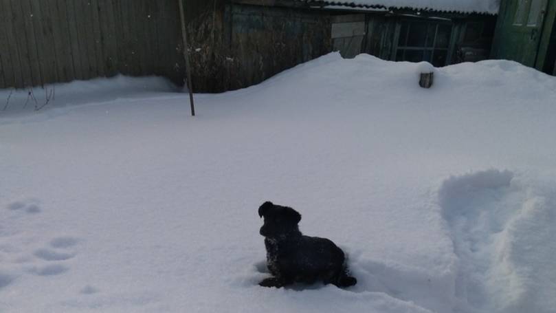 Что делать, если собака соседей проникает в ваш двор / борьба с маргиналами / конституционные права