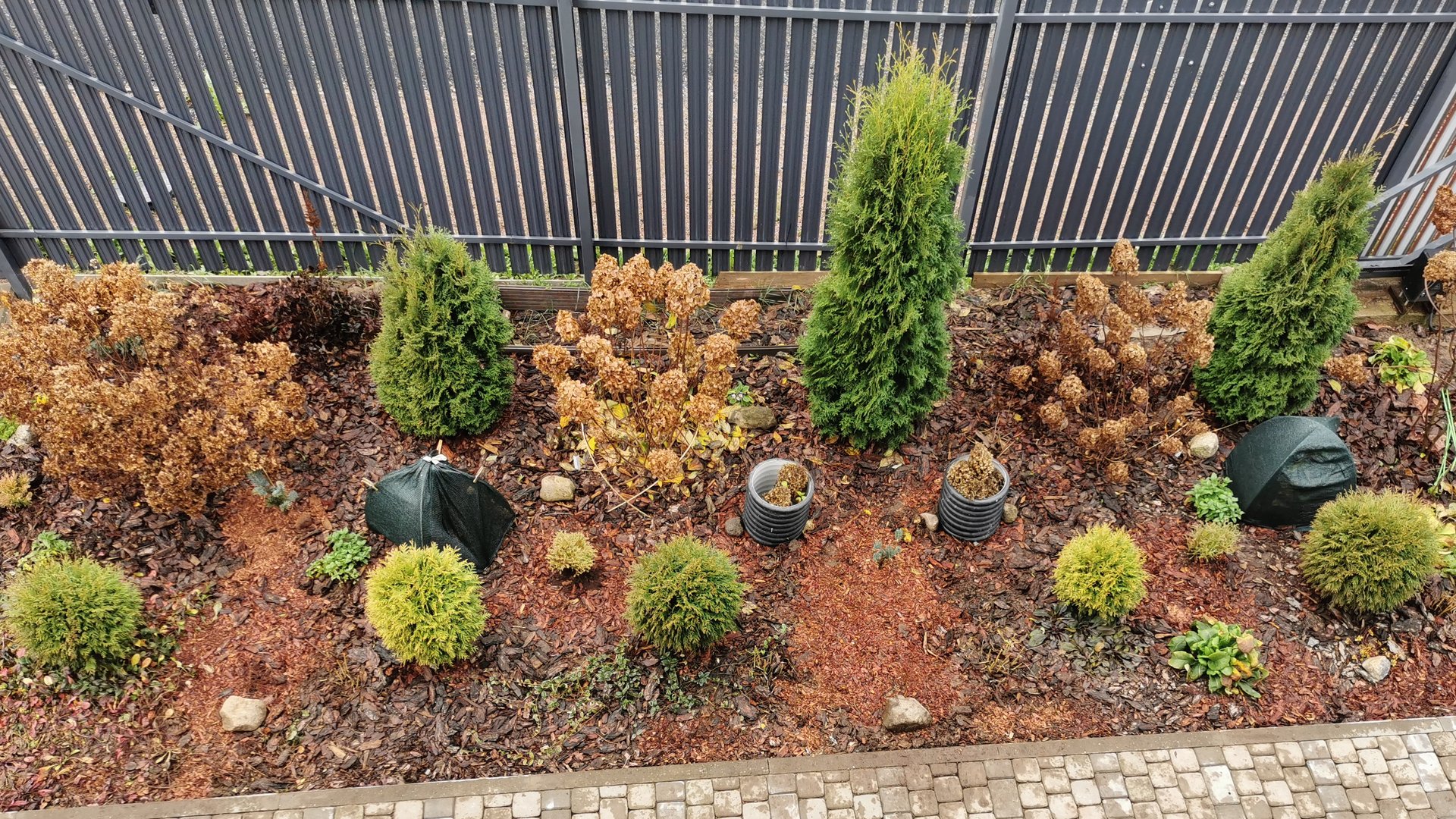 Фронтальная клумба к зиме почти готова. Посконники обрезаны. Сорняки не сдаются. 08.11.2025