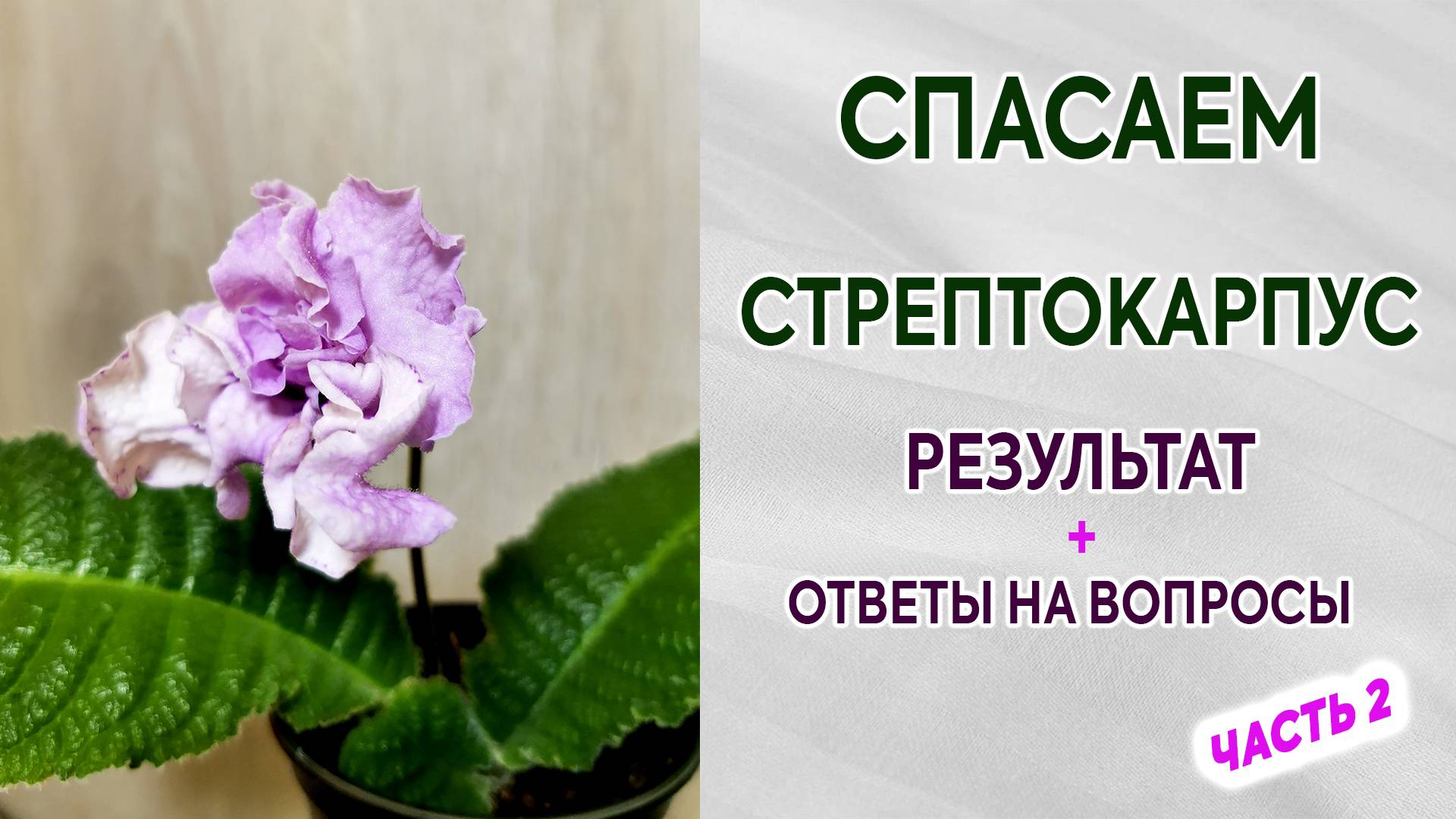 Спасение стрептокарпуса. Результат. Часть 2.