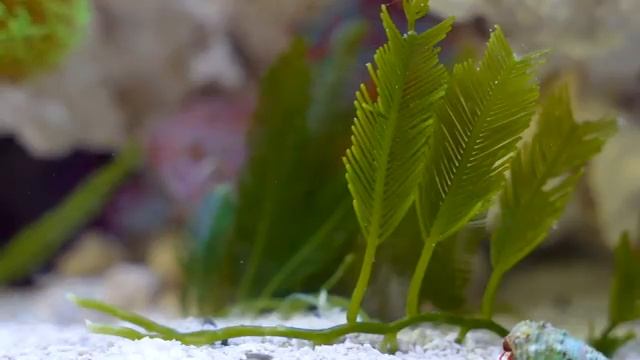 Simulating a Ocean for 100 Days