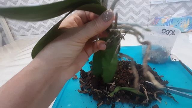 Теряют тургор листья орхидеи бабочки Брауни. Надо что-то делать.