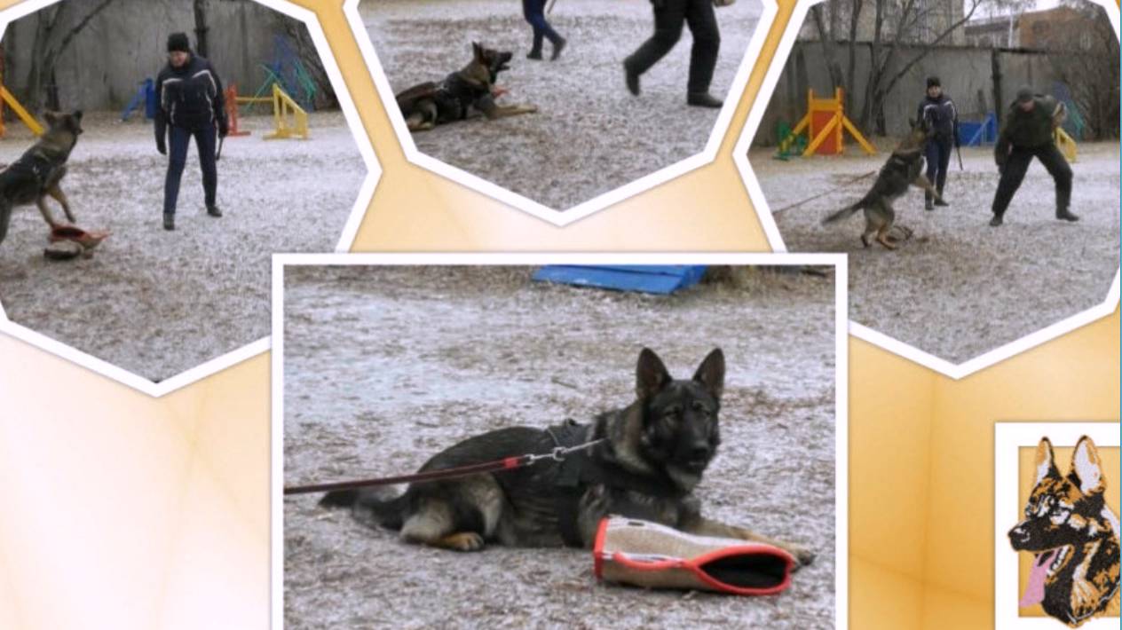 Тренировка по защите Викинг и Вирза.  2019