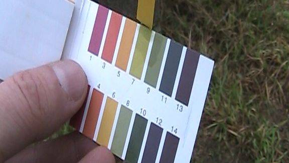 ПРУД В ПУЗЫРЯХ!!! Замеряю РН в пруду, кормлю овец, готовлю виноград к зиме.