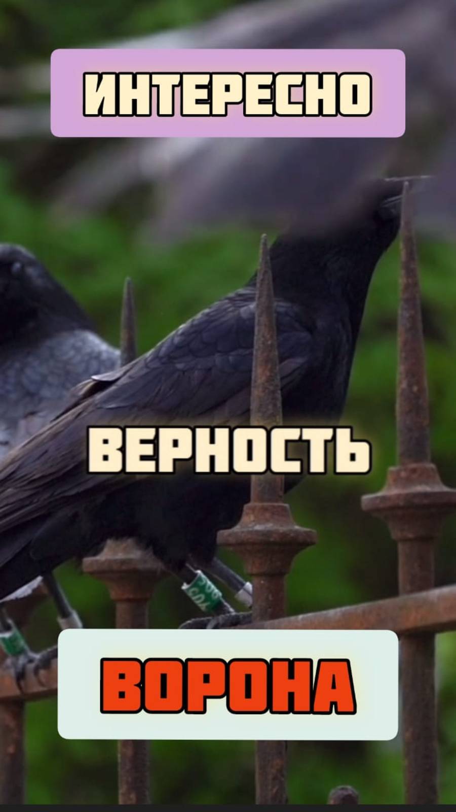 Семья и верность. Вороны - гении под нашими окнами. #вороны #птицы #природа #умныептицы #ворона