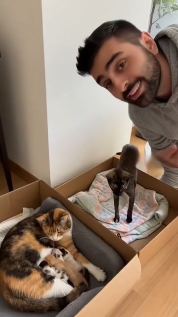 Pregnant cat welcomes strangers' kittens—and she's happy! 😽 She already has "babies"!