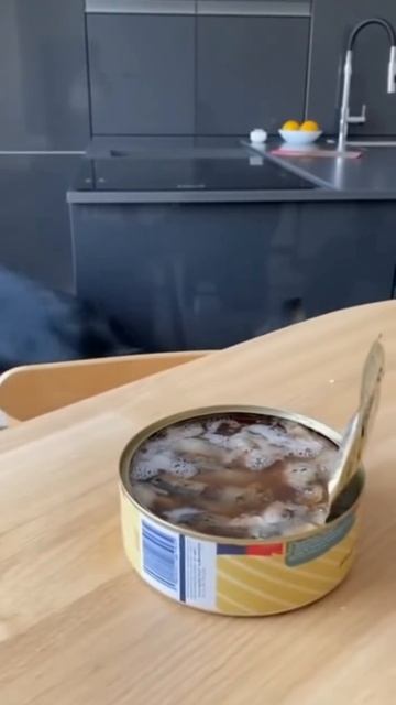 #Shorts Питомцы пробуют сюрстремминг