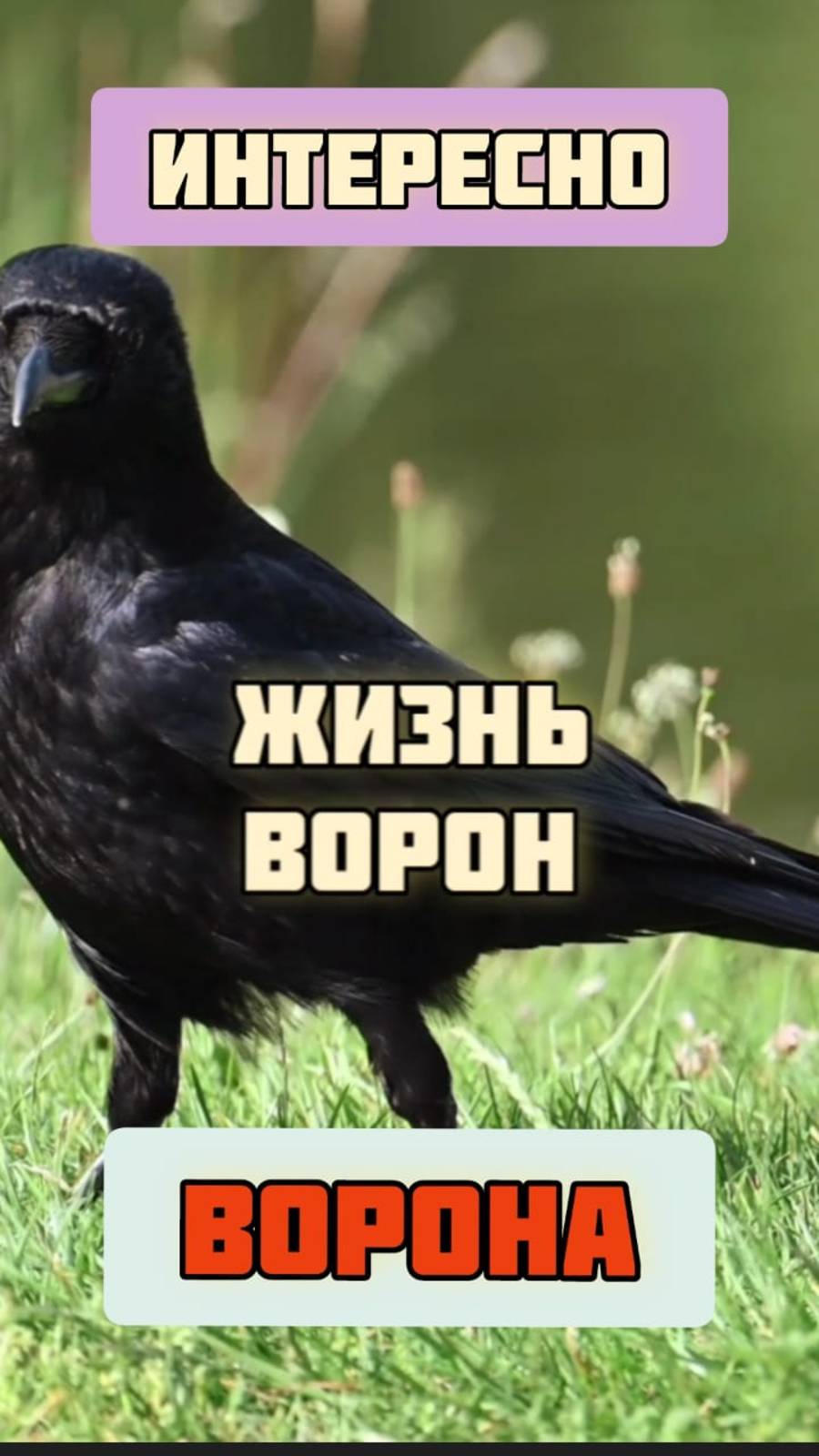 Жизнь ворон — умных, хитрых и загадочных птиц. #вороны #птицы #природа #животные #ворона