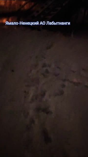 Дорога на работу. Вечер, осень, ноябрь Ямало-Ненецкий АО Лабытнанги ЖизньСеверян 2025