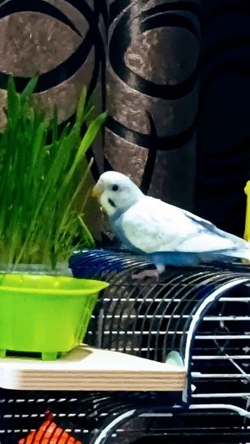 Тиша пробует травку первый раз. Понравилась.