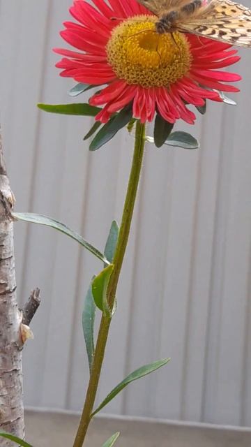 Бабочка собирает нектар