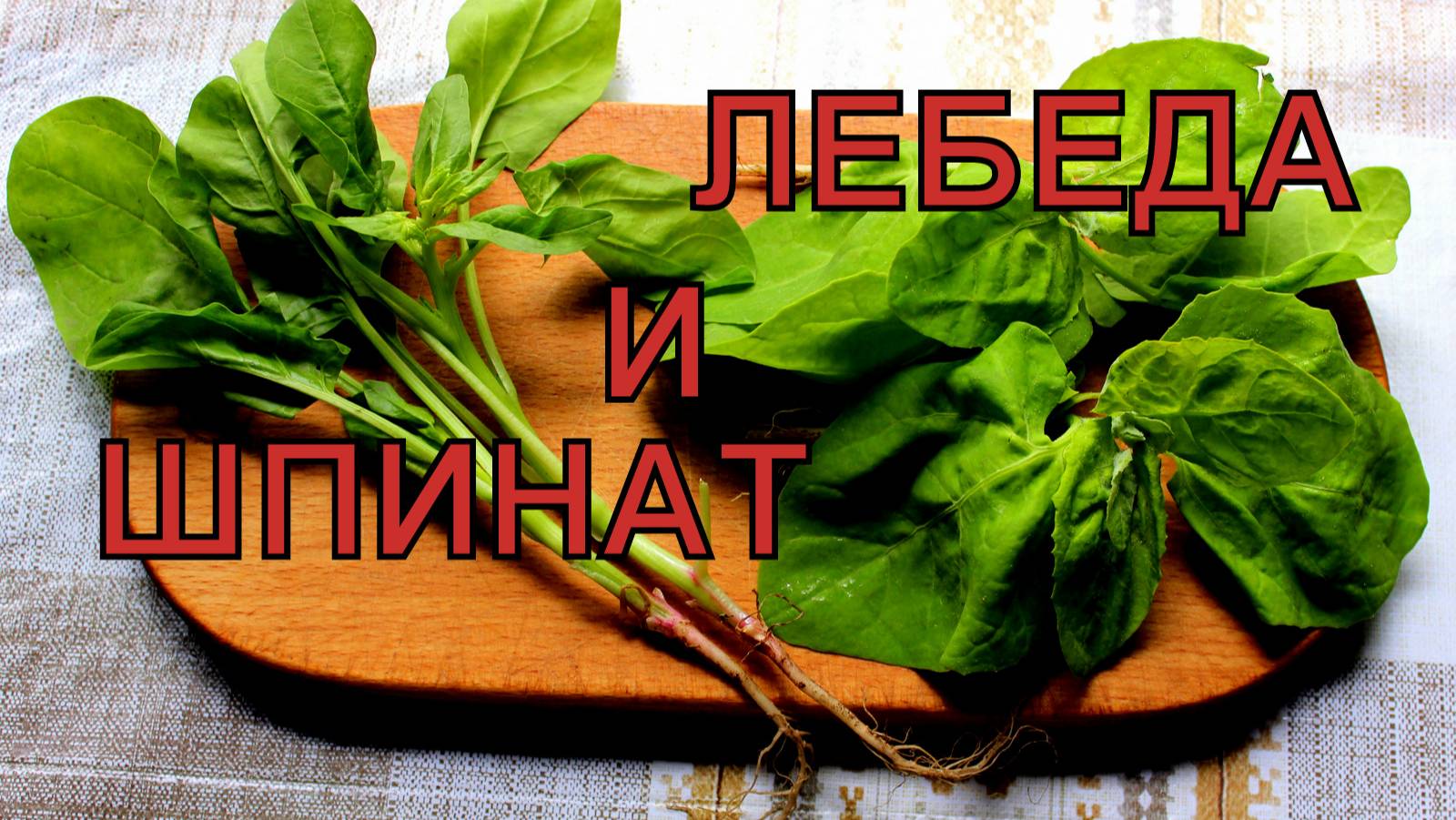 Лебеда и шпинат - различие