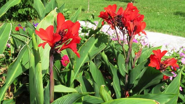 Как и когда выкапываю канны на зимнее хранение