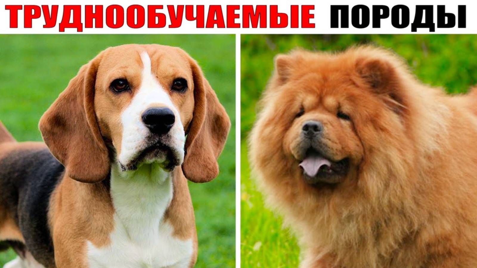 7 Самых ТРУДНООБУЧАЕМЫХ Пород Собак в Мире