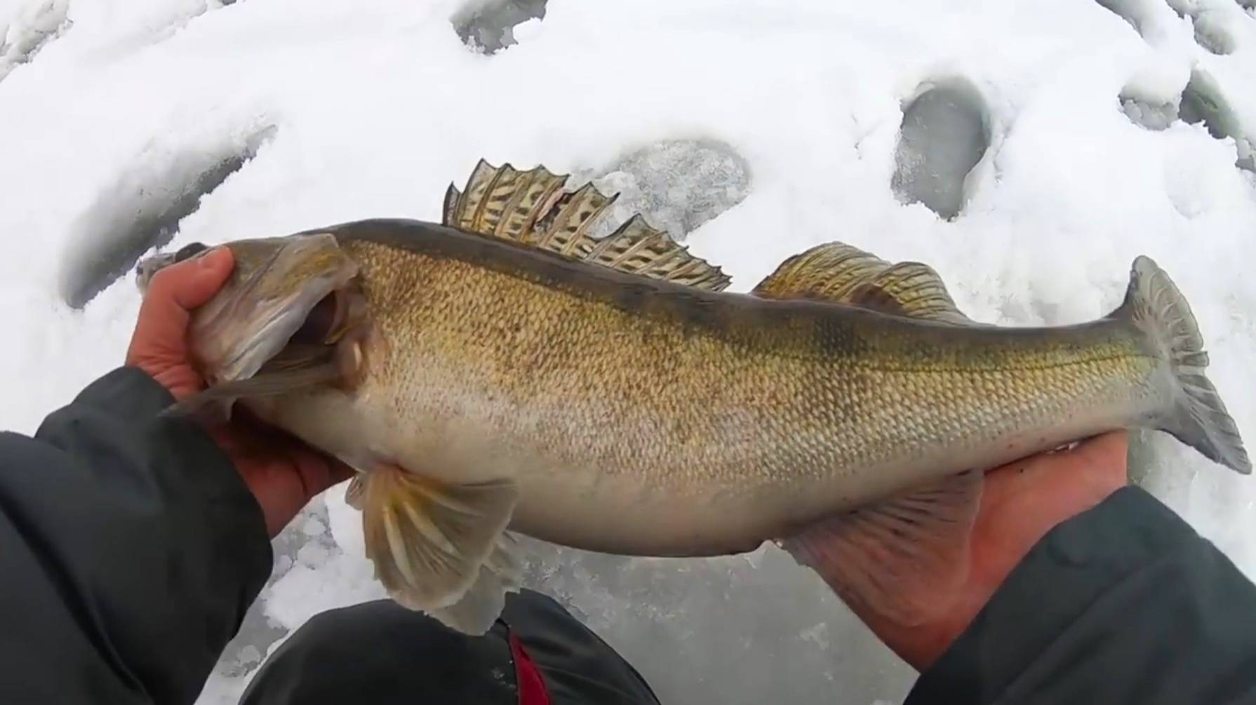 УШЕЛ ПОДАЛЬШЕ ОТО ВСЕХ ЖИТЬ НА ЛЕД! ТУТ КЛЮЁТ ТРОФЕЙНЫЙ СУДАК! Рыбалка на жерлицы и балансир