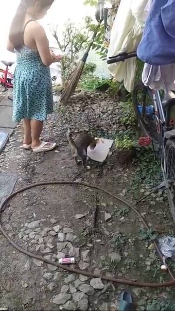Блатной Филиппинский котяра #филиппины #семьявместе #жизньнафилиппинах
