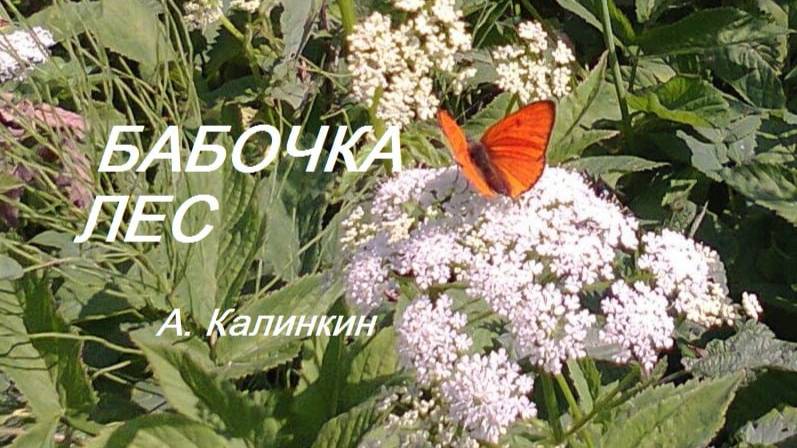 Бабочка-лес - добрая сказка для детей