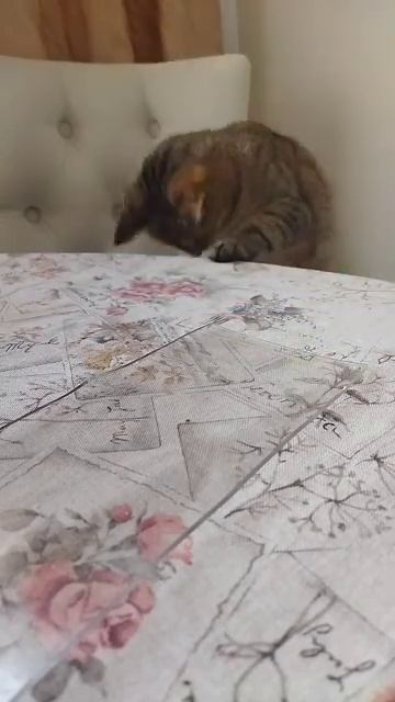 кошка и сыр