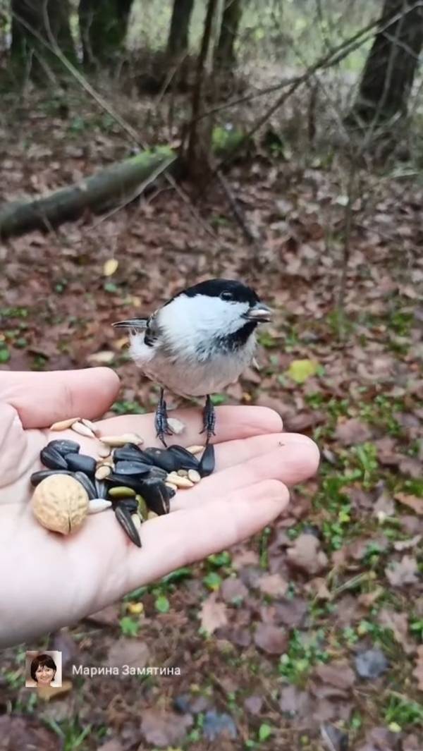 Ручная гаичка.