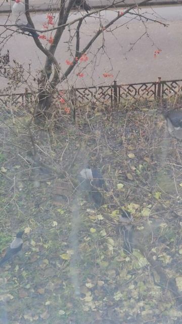 Этих Синичек перекормили🤣🤣🤣   09-11-2025