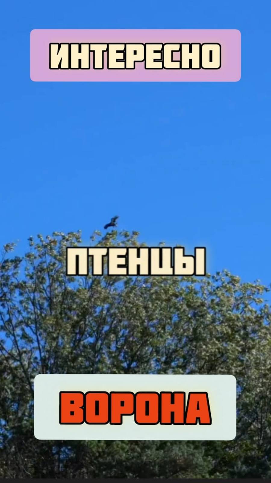 Птенцы и забота о потомстве. Вороны - гении под нашими окнами. #вороны #птицы #природа #ворона