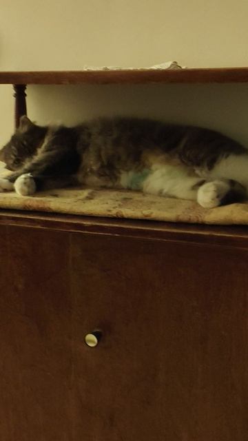 Домашний ураган спит !!! Дом отдыхает.