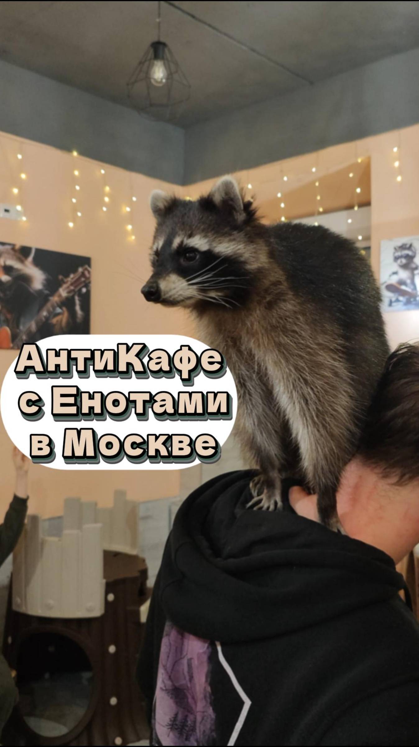 Антикафе с енотами "Пушистая братва". Это вам не котики