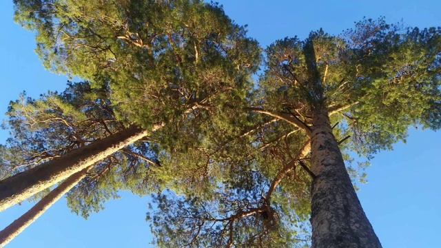 Народная песня - Вятские поляны. Красота родной земли, Кировская область. Путешествия для души.