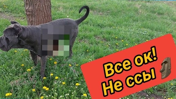 КАНЕ КОРСО,ПОСЛЕДНИЕ НОВОСТИ!