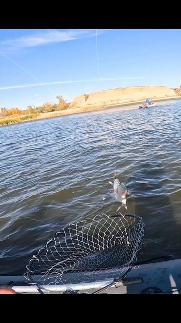 КАКАЯ-ТО НЕПРАВИЛЬНАЯ ТУТ РЫБА