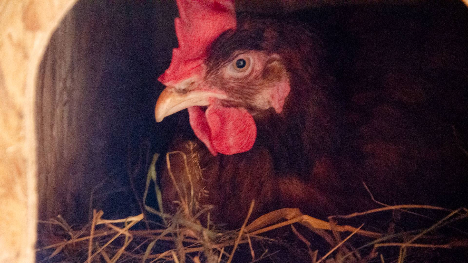 Как устроен наш курятник, чтобы было всем комфортно