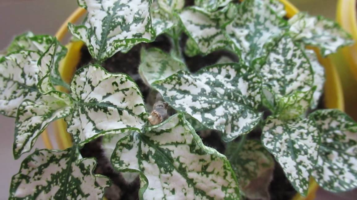 Гипоэстес: выращивание рудужного листа на подоконнике