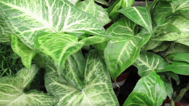 Комнатный цветок Сингониум: как ухаживать за растением семейства Ароидные