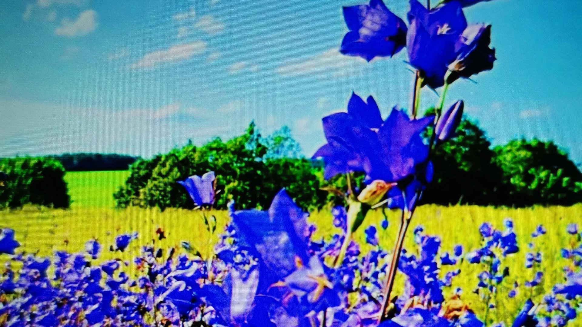 Колокольчики мои